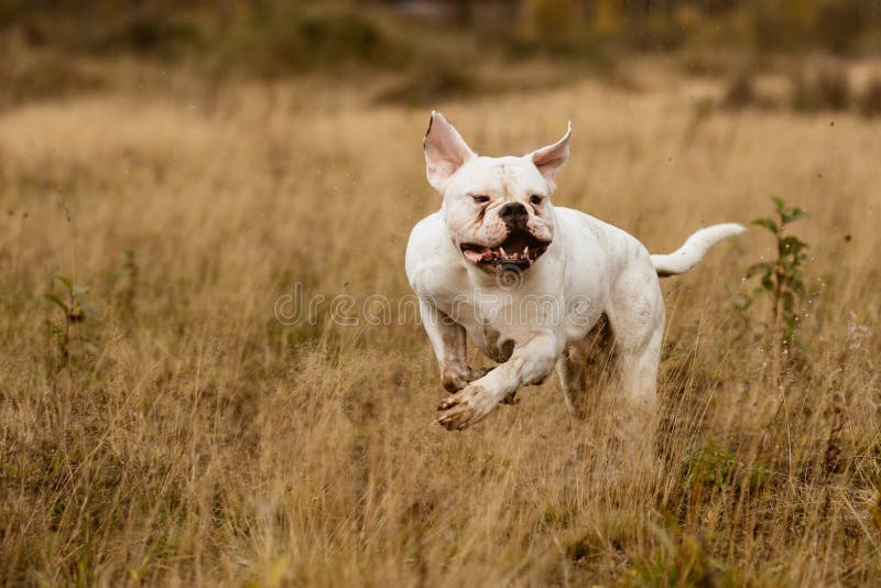 Big Dog Running on Meadow at Countryside Stock Photo - Image of happy ...