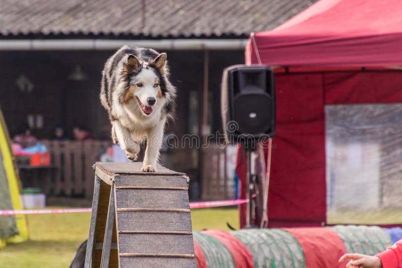 Dog Running Over Dog Walk Obstacle during Agility Competiti Stock Image ...