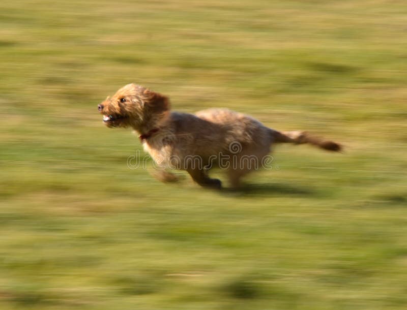 Running dog stock image. Image of meadow, black, green - 6193617