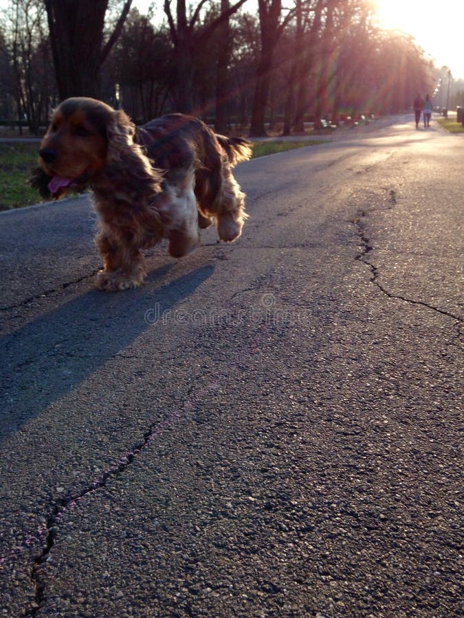 Dog running stock image. Image of park, asphalt, cute - 64157769