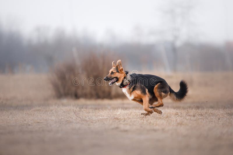 Dog Running and Playing in the Park Stock Image - Image of action ...