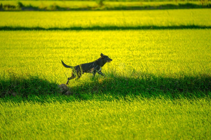 A Dog is Running in the Rice Field Stock Image - Image of field, rice ...