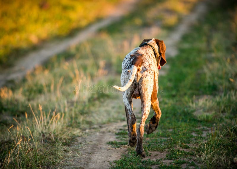 Dog Running on Road, Back View Stock Photo - Image of german, animal ...