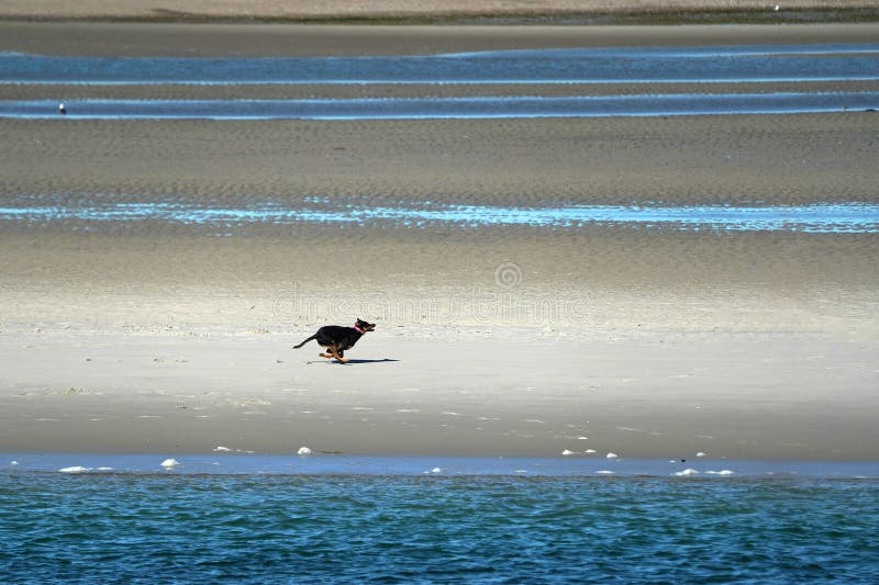 Dog Running on Sea Shore in Cape Cod Stock Photo - Image of outdoors ...
