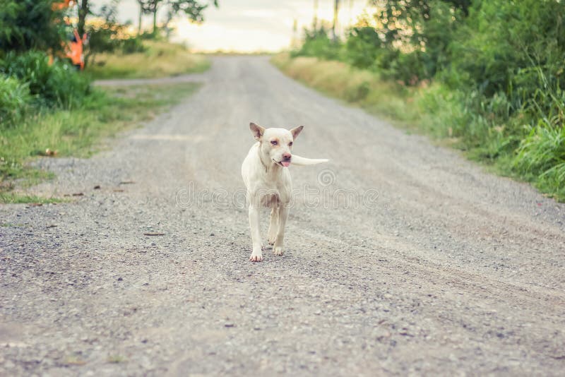 Dog Running Smile in the Way Alone Stock Image - Image of grass ...