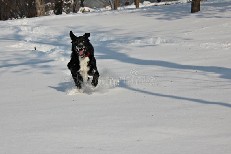Dog running in the snow stock image. Image of companion - 53216569