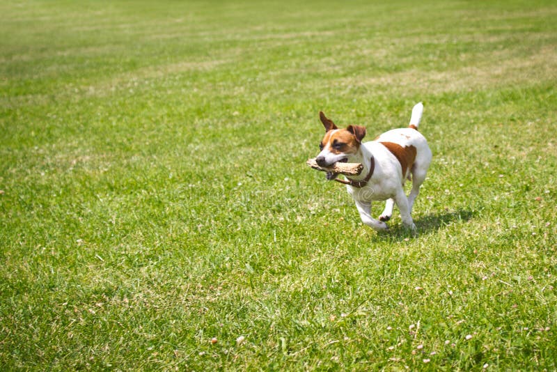 Dog Running with a Stick in the Mouth is Playing Stock Photo - Image of ...