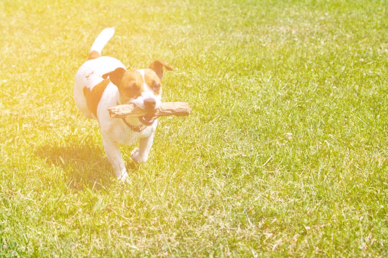 Dog Running with a Stick in the Mouth is Playing Stock Photo - Image of ...