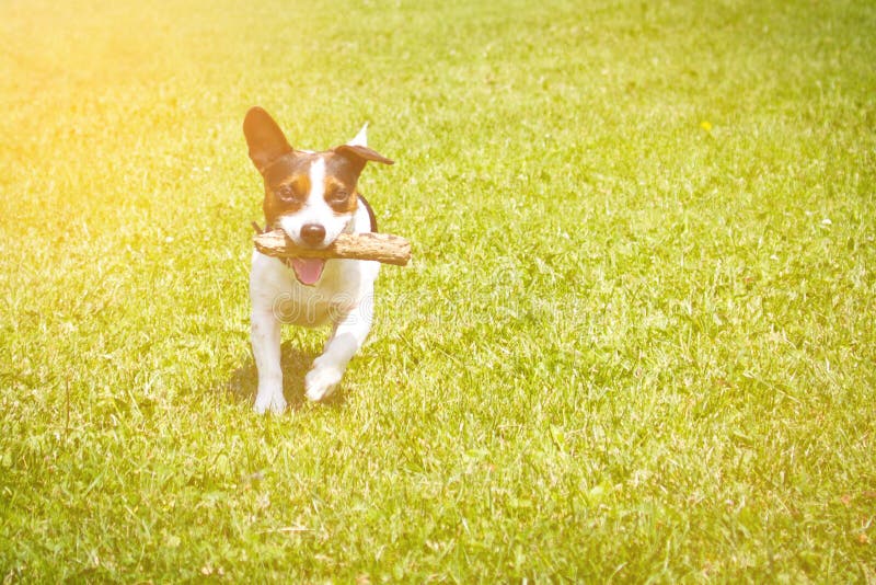 Dog Running with a Stick in the Mouth is Playing Stock Photo - Image of ...