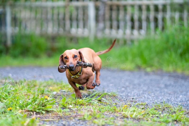 Funny Dachshund Running on the Grass Stock Photo - Image of park, feet ...