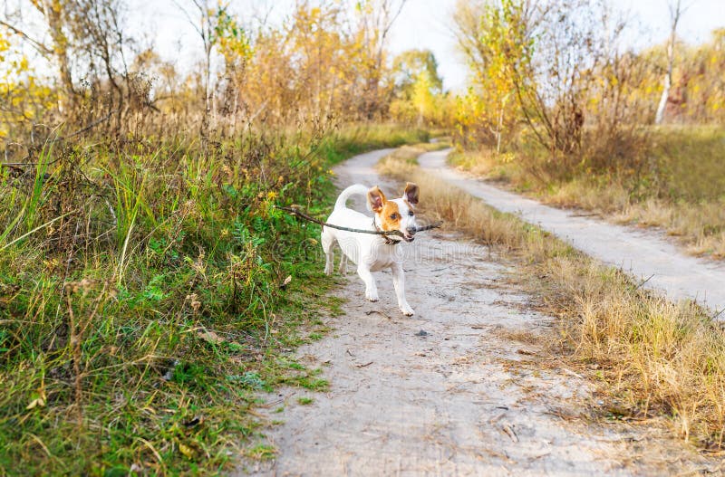 Dog Running with Stick. Playful Small Dog in Autumn Stock Photo - Image ...