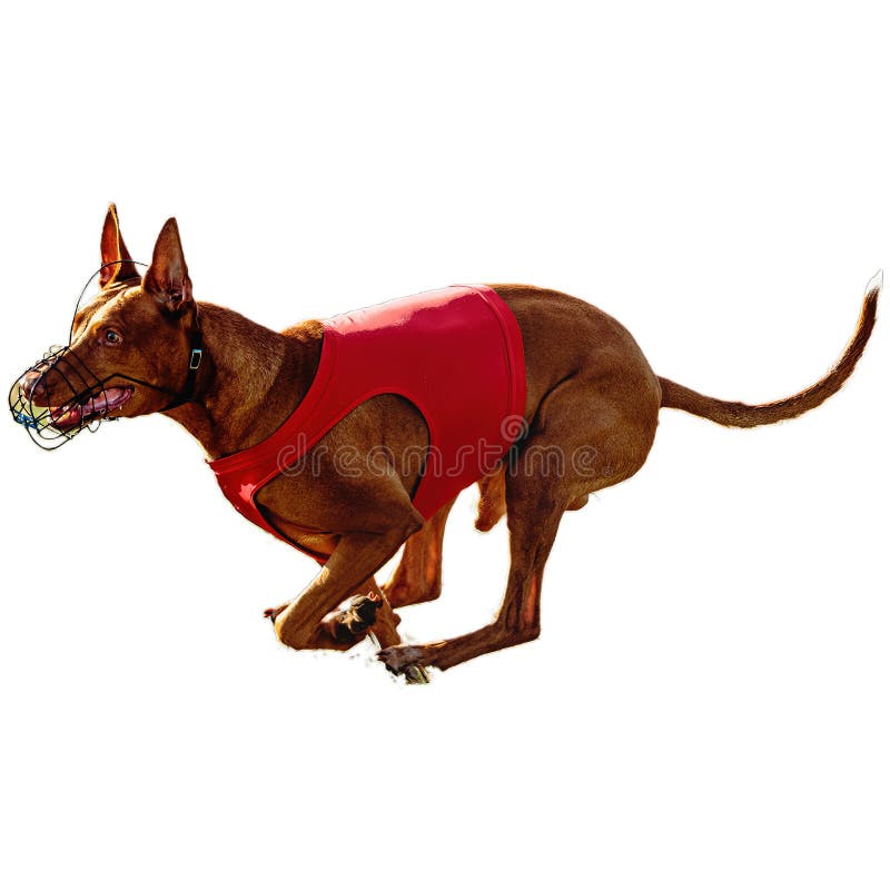 Dog Running Straight on Camera Isolated on White Background at Full ...