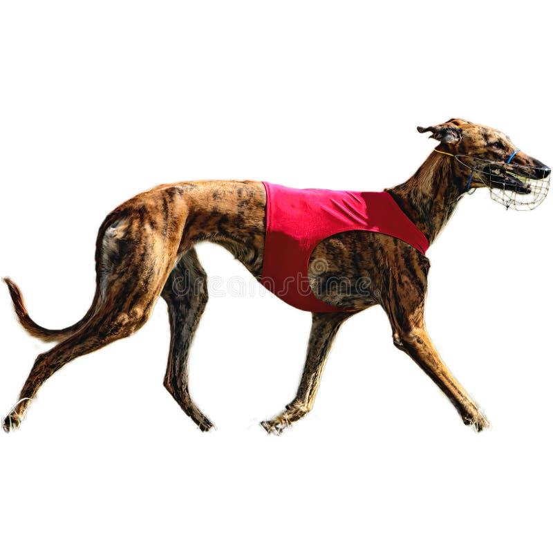 Dog Running Straight on Camera Isolated on White Background at Full ...