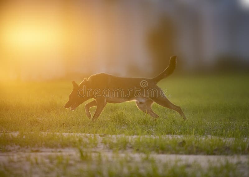 Dog is running at sunset stock photo. Image of walk - 174756754