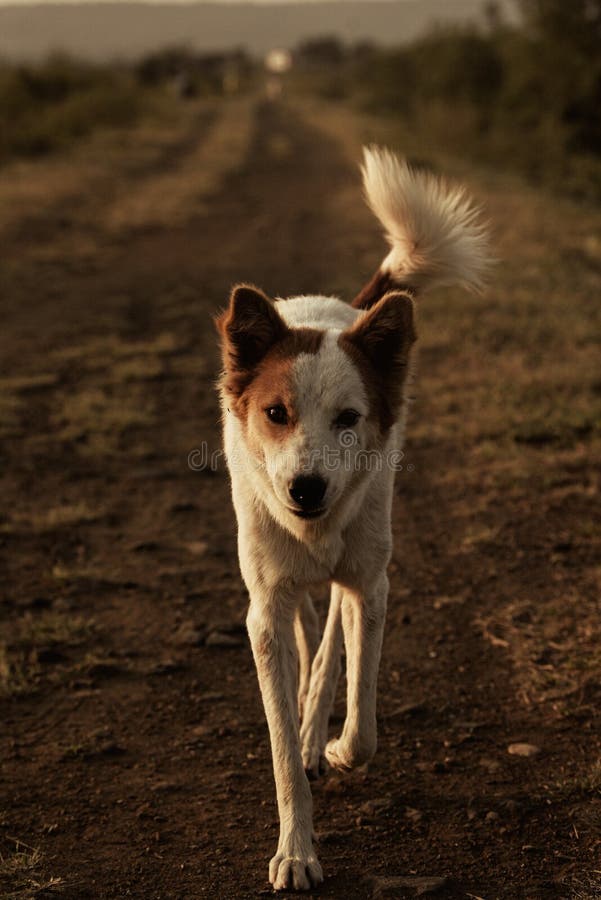 Running Indie Video Stock Photos - Free & Royalty-Free Stock Photos ...