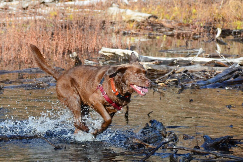 Chocolate lab puppy stock image. Image of stick, retriever - 81948663