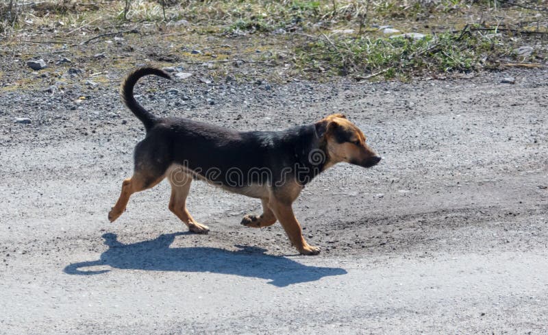 The Dog Runs Along the Asphalt Road Stock Photo - Image of outdoor ...