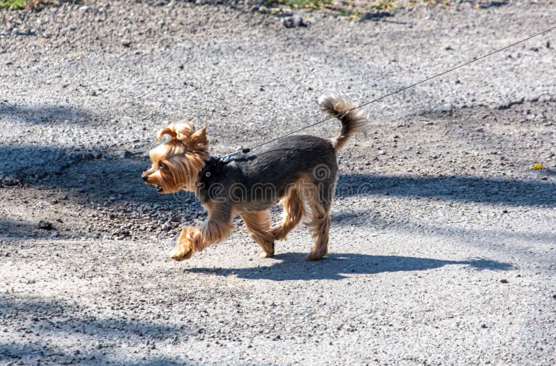 The Dog Runs Along the Asphalt Road Stock Photo - Image of isolated ...