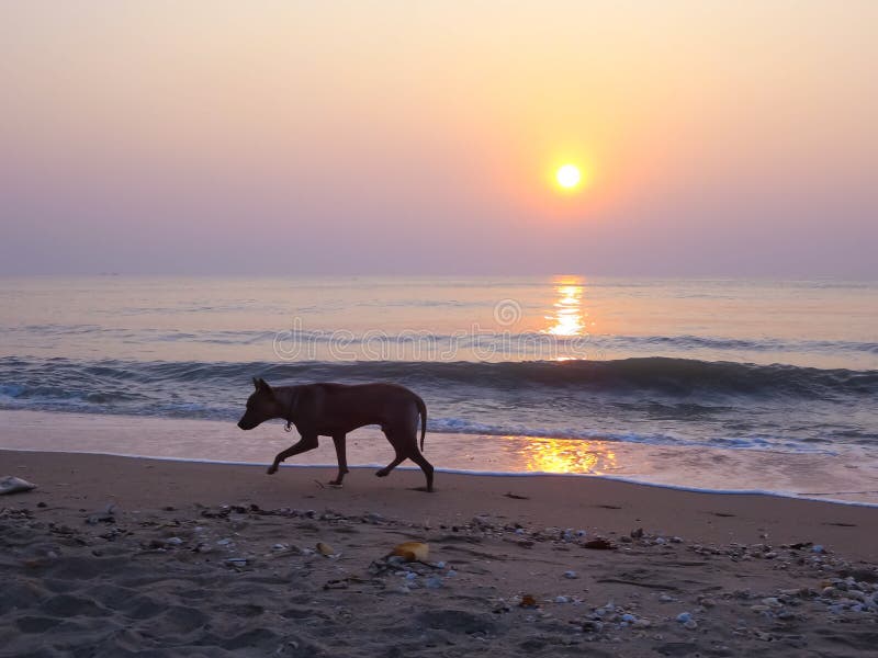The Dog Runs Around the Beach at Sunset Stock Photo - Image of beach ... The Dog Runs Around the Beach at Sunset Stock Photo - Image of beach ...