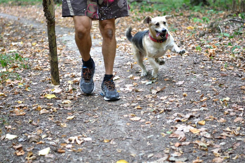 A Dog Runs Around the Legs of Hikers in Nature on a Hike Stock Photo ... A Dog Runs Around the Legs of Hikers in Nature on a Hike Stock Photo ...