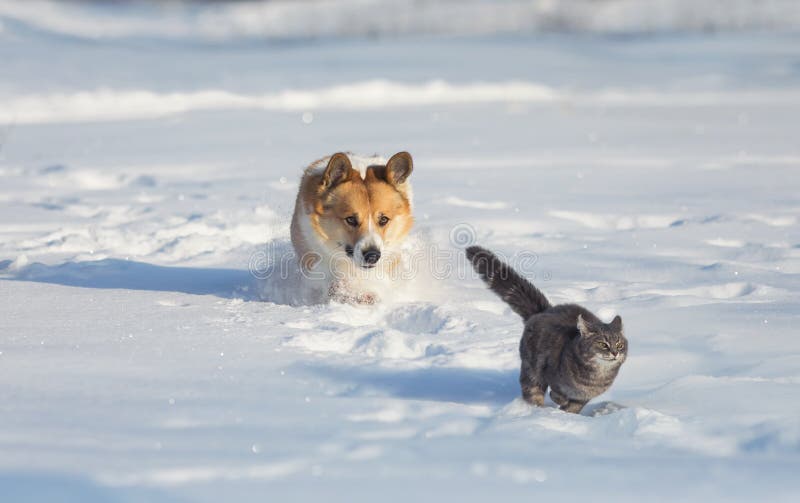 Dog Runs after a Cat in the Deep Snow of the Winter Garden Stock Photo ...