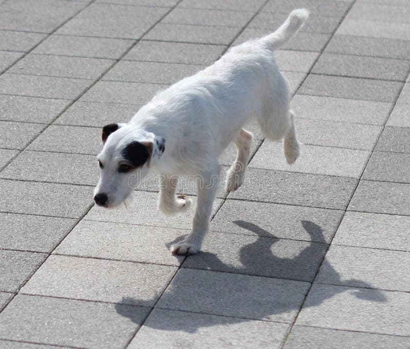 The Dog Runs Fast. a Favorite for a Walk. Stock Photo - Image of walk ...
