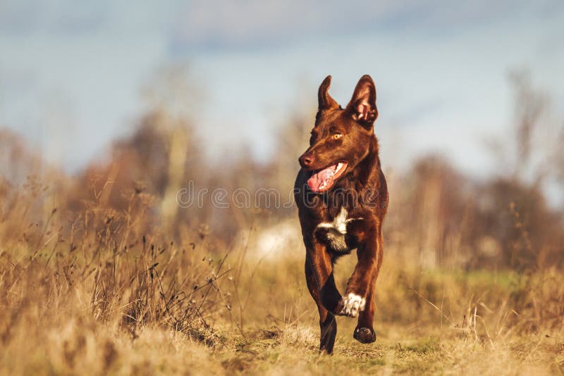 Dog runs fast on grass stock image. Image of hound, little - 167000743