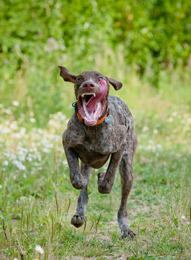 Dog runs fast stock image. Image of fast, speed, retriever - 43507189
