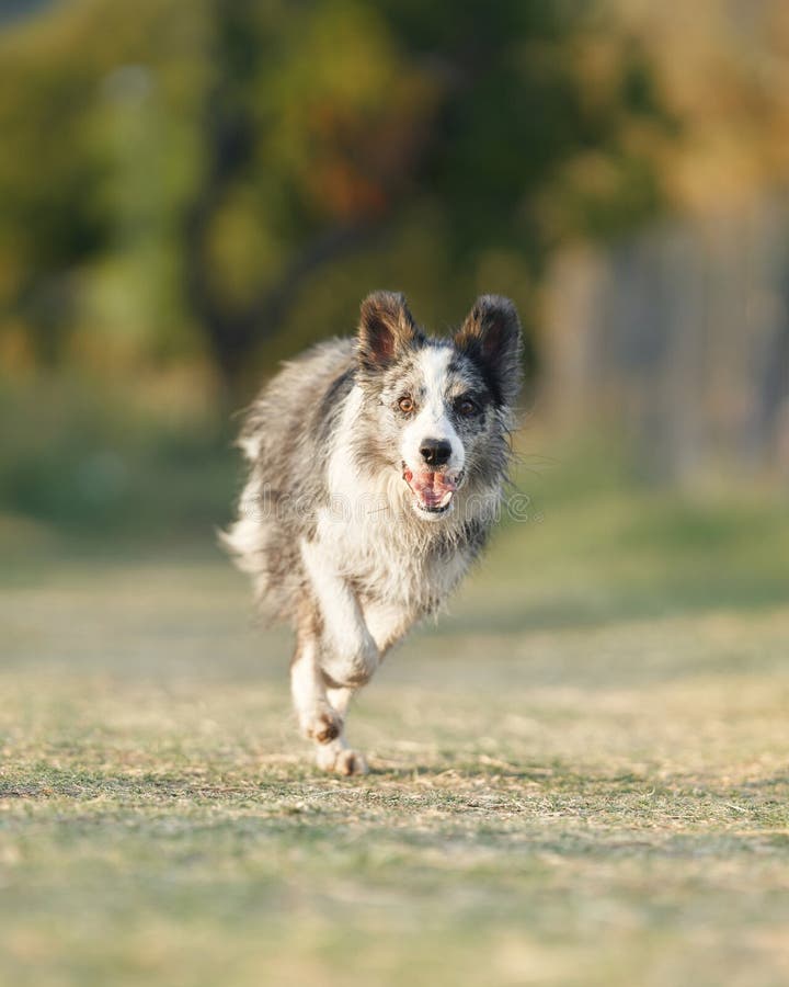 The Dog Runs on the Grass. Active and Happy Border Collie in the Park ...