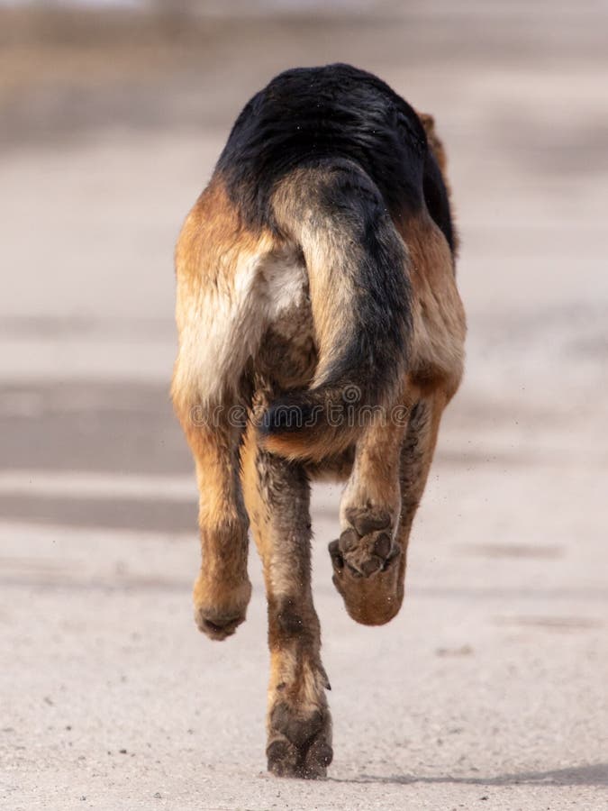 Dog Runs on Nature in the Spring Stock Photo - Image of cute, outdoors ...