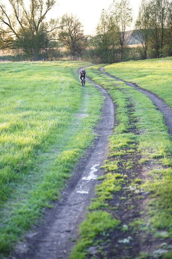 The Dog Runs on the Road Field Stock Photo - Image of portrait, friend ...