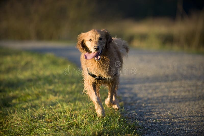 Golden Retriever Bichon Frise Mix