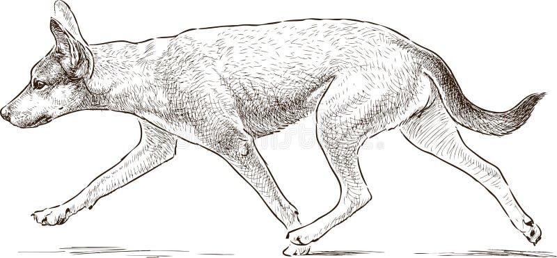 Dog runs stock vector. Illustration of funny, mammal - 61469729