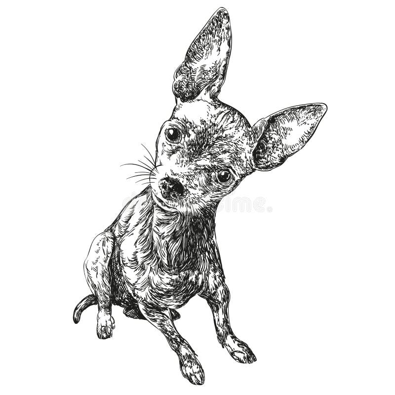 Dog Russian Toy Terrier Hand Drawn Vector Llustration Sketch Stock ...