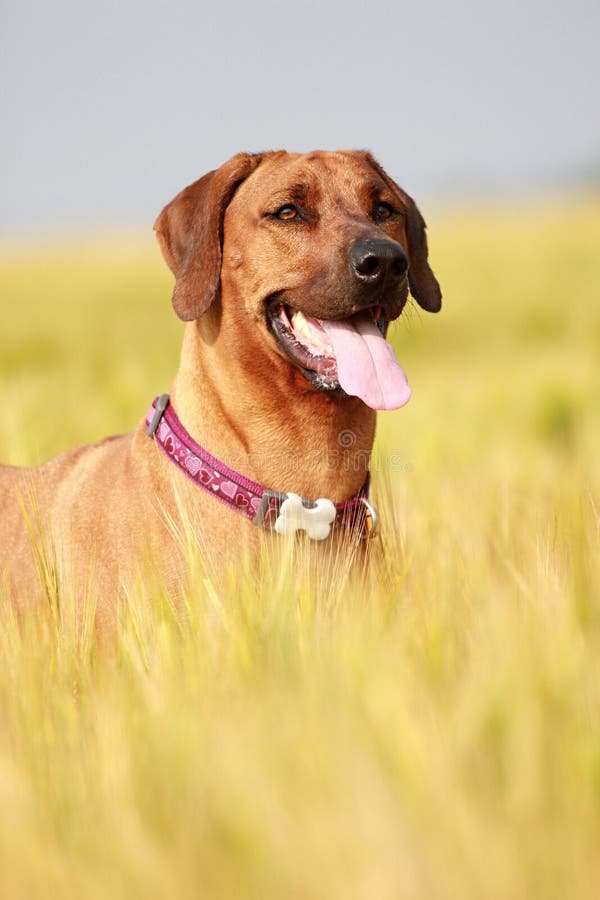 Dog in the rye field stock image. Image of expression - 26080333