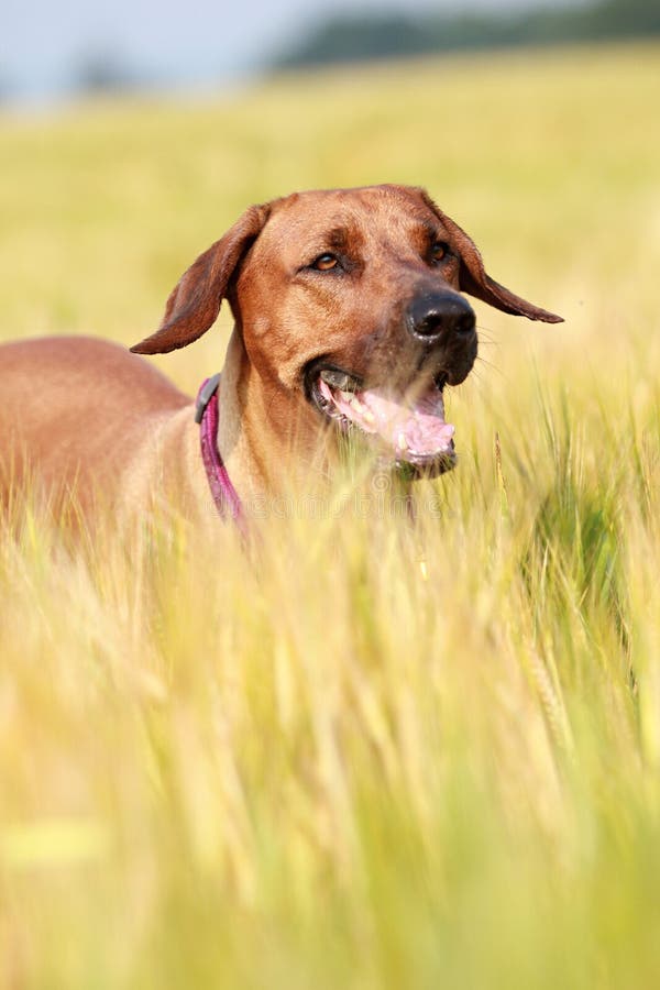 Dog in the rye field stock image. Image of expression - 26080345