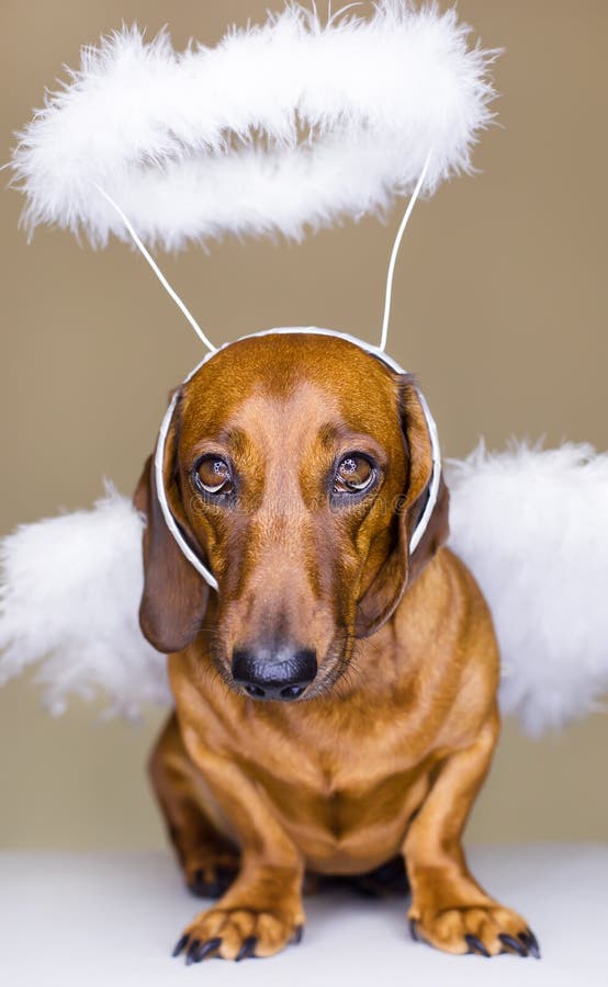 Dog s angel stock image. Image of wing, dress, holiday - 27690321