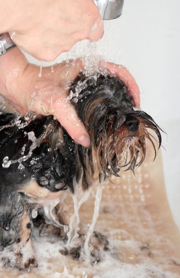 Dog s bathing stock image. Image of body, washing, beauty - 6615711