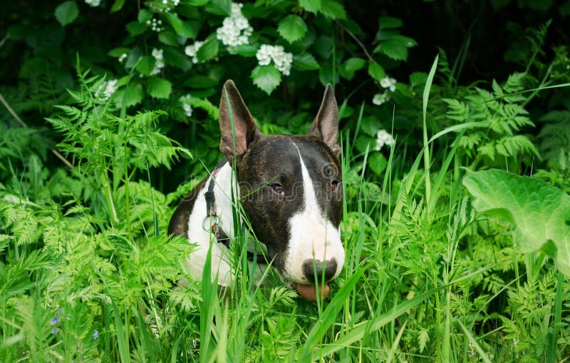 The dog`s bull terrier stock photo. Image of verdure - 93753944