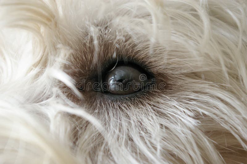 Close-up of a dog s eye stock image. Image of side, looks - 4395443