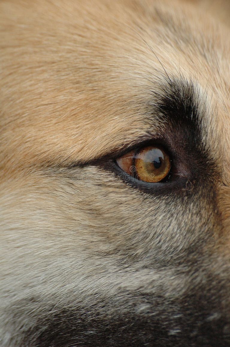 4,174 Dogs Black Eye Stock Photos - Free & Royalty-Free Stock Photos ...