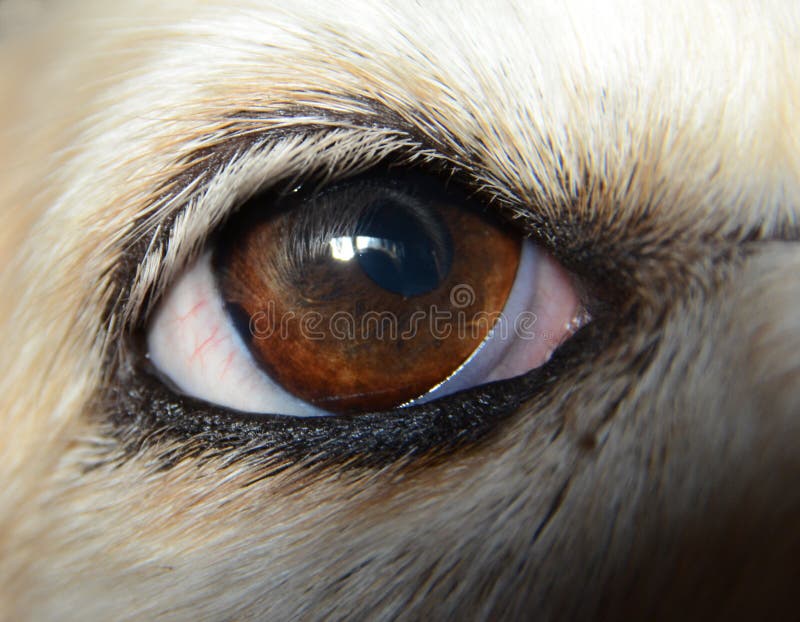 Dog`s Eye stock image. Image of iris, eyelid, vision - 89185731