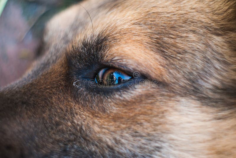 Dog s eye closeup, stock image. Image of eyesight, diaphragm - 92552421