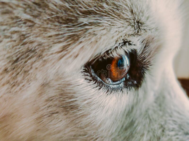 Dog Portrait with an Open Eye Looking Afar - Young Puppy Dog Face Side ...