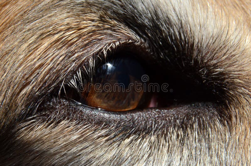 Dog`s Eye stock photo. Image of golden, extreme, texture - 89184366