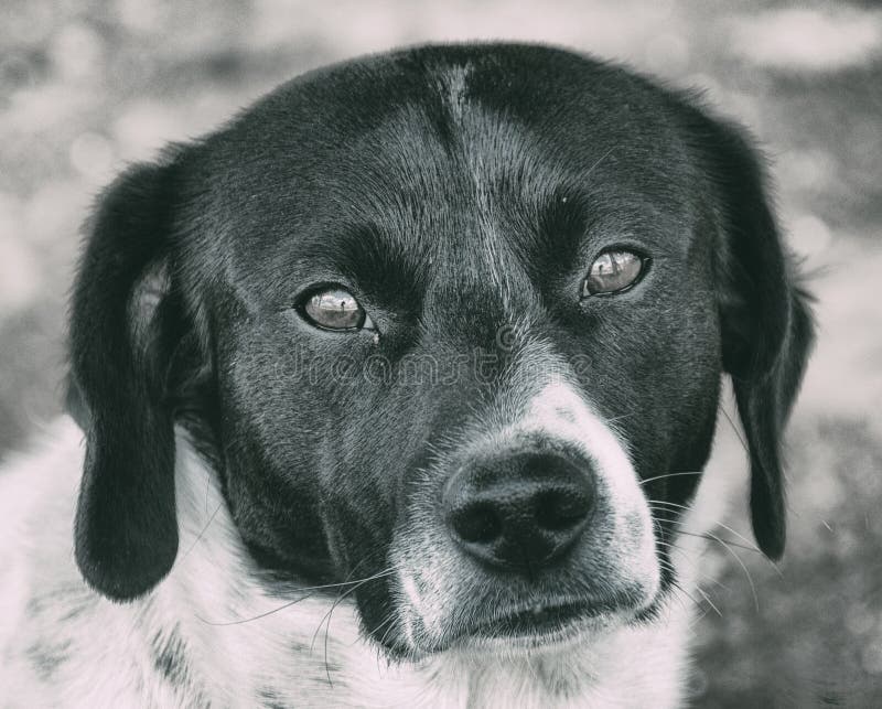 Dog`s-eye View in the Foreground. Selective Focus Stock Image - Image ...