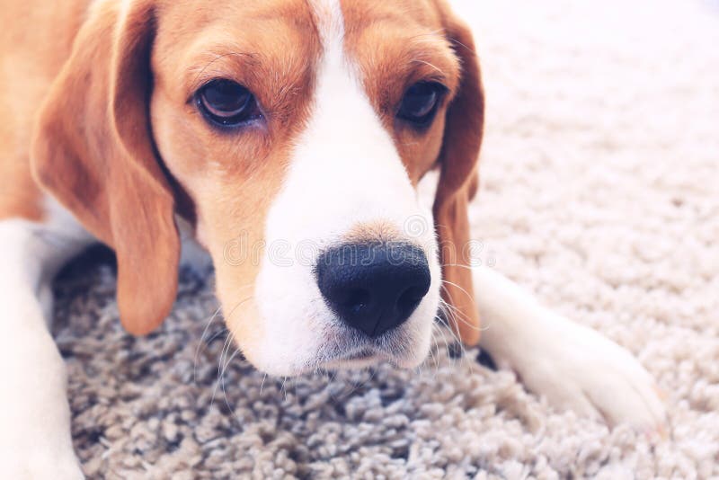 Beagle dog close-up stock image. Image of adorable, beagle - 107533573