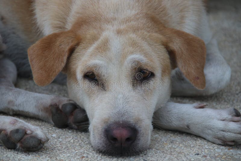Dog S Face Lying Down and Bored. Stock Image - Image of brown, mammal ...