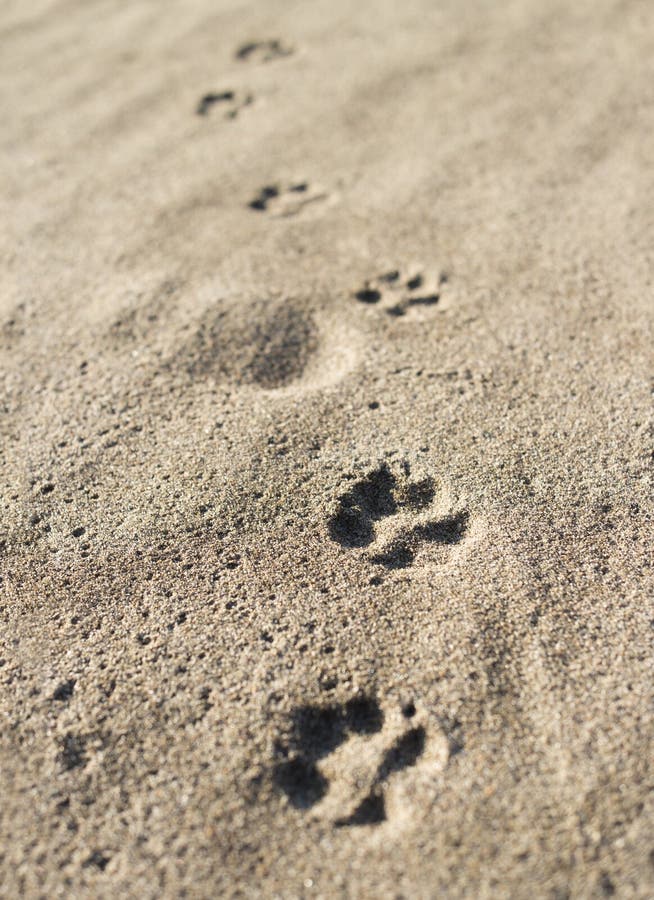 Dog s footprint stock image. Image of foot, symbol, footprint - 36980563