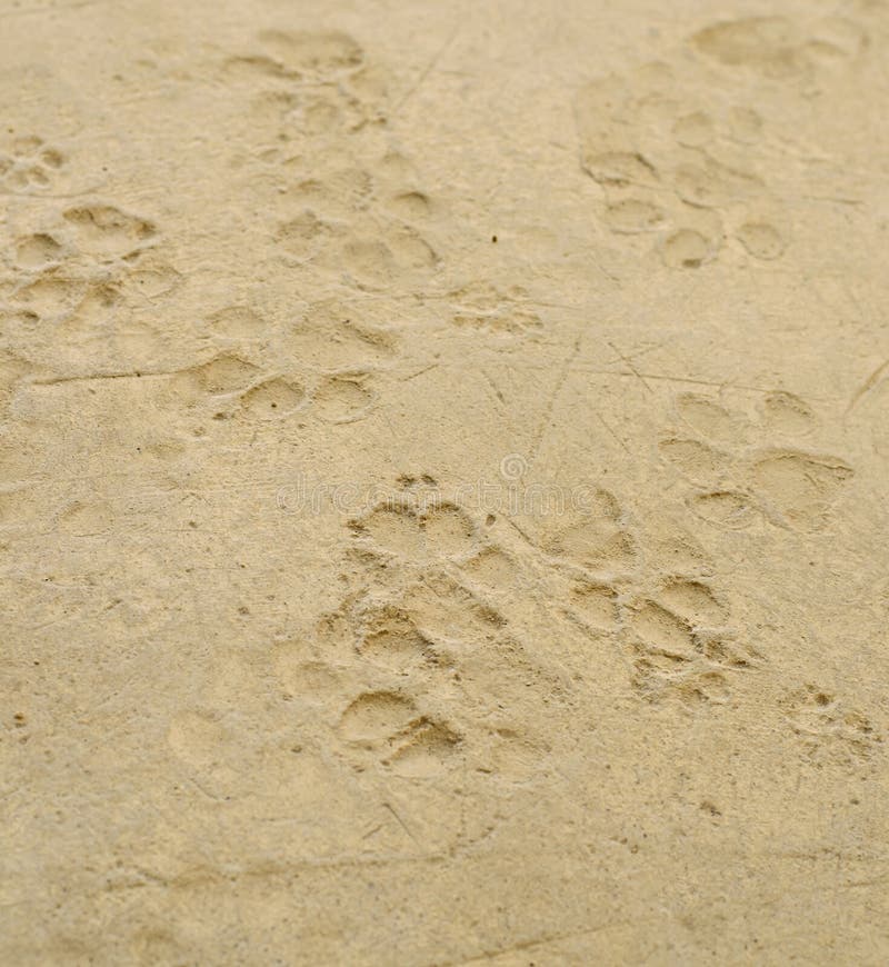Flipper Footprints Stock Photos - Free & Royalty-Free Stock Photos from ...